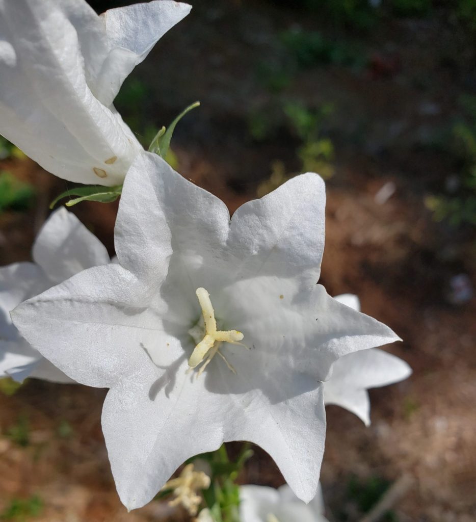 Grow long-stemmed, long-lasting peach-leafed bellflower