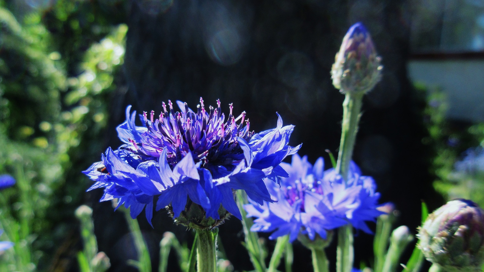 Bachelor Buttons for Easy, Early Flowers, and the Kitchen