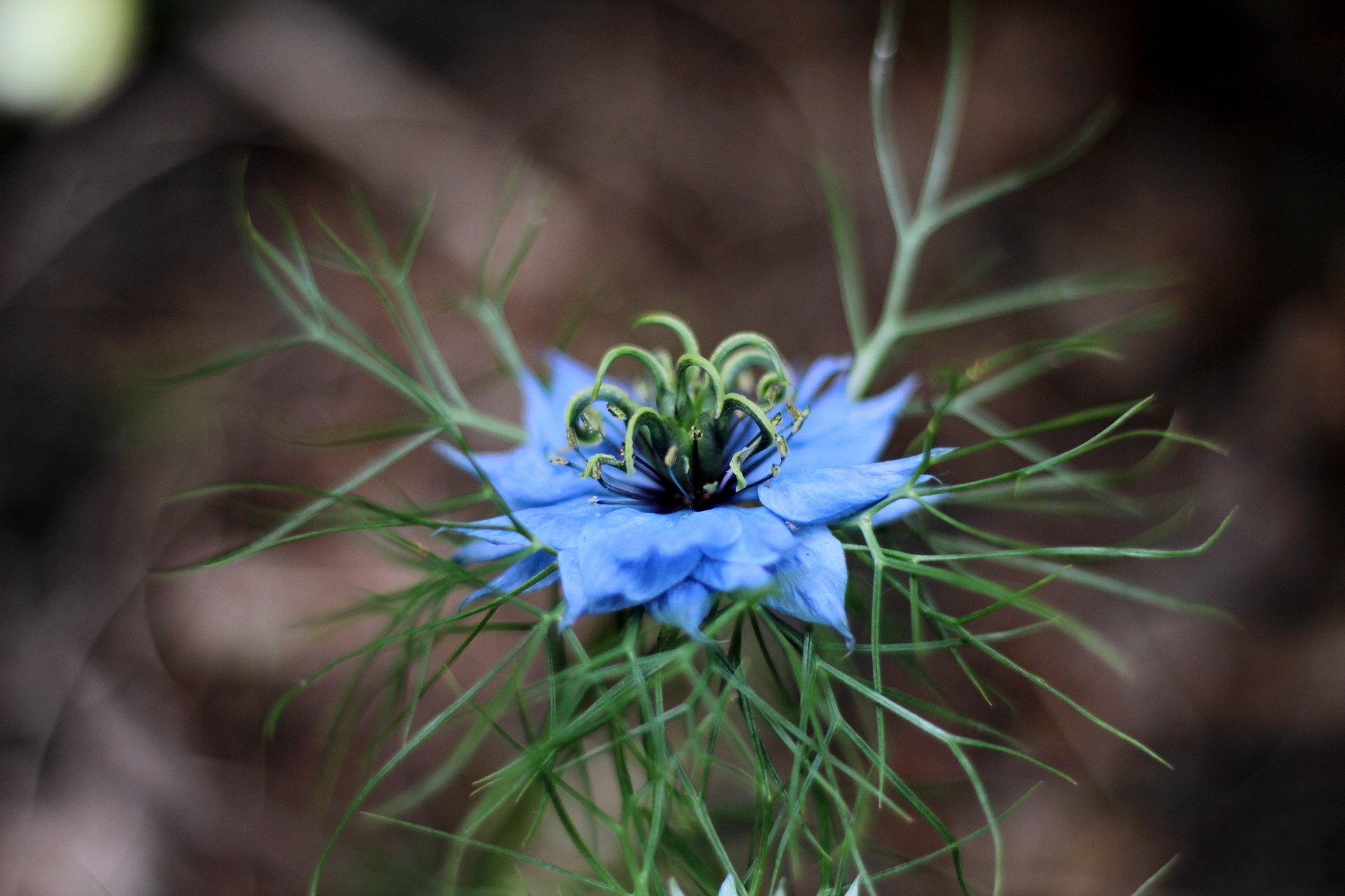 Nigella, or Love-in-a-Mist