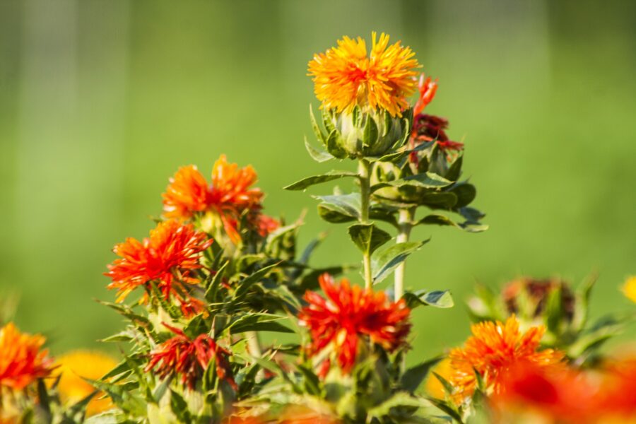 Safflower | Grow it for bright fresh cut or dried flowers