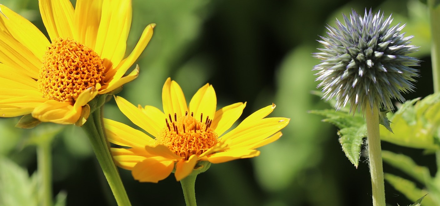 Heliopsis - An early and easy perennial cutting flower