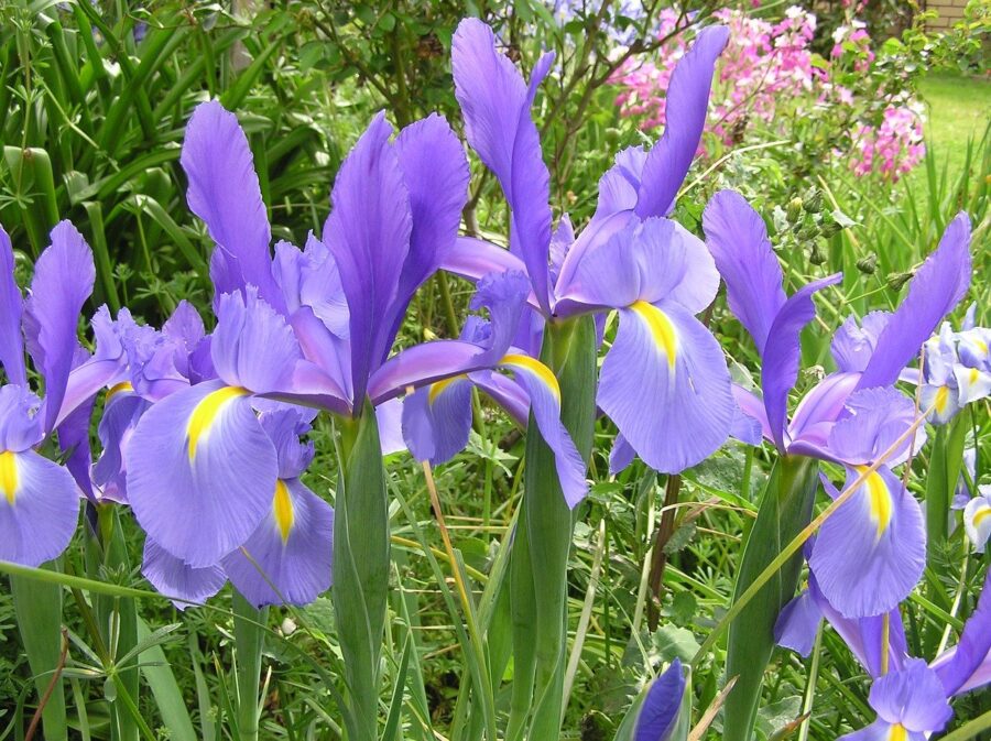Dutch Iris - How to grow these elegant spring flowers in your garden