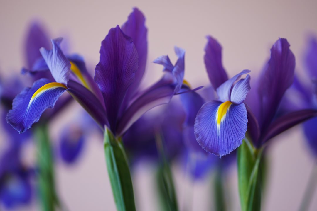 Dutch Iris - How to grow these elegant spring flowers in your garden