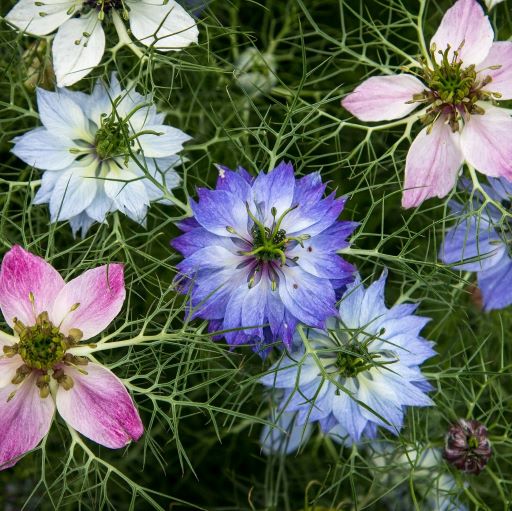 How to Grow and Harvest Nigella Flowers & Pods