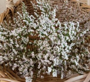 Grow perennial statice for fresh or dried bouquets & wreaths