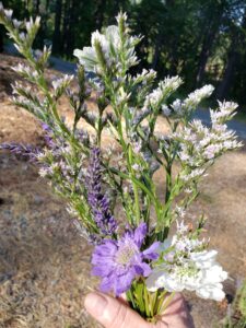 Grow perennial statice for fresh or dried bouquets & wreaths
