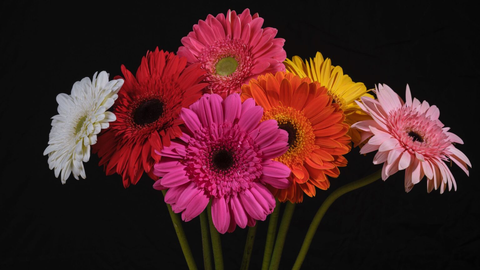 Growing Gerber Daisies in Your Home Garden