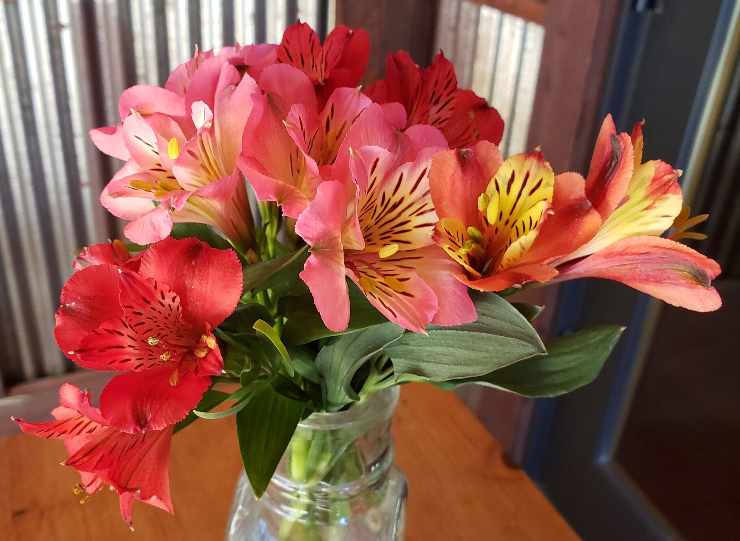 Pink Peruvian Lilies Alstroemeria Ligtu, Peruvian Lily, St. Martin's