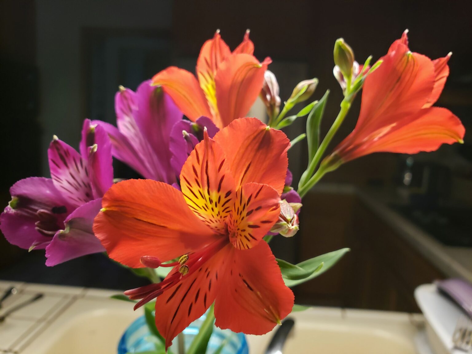 Grow Alstroemerias, the easiest, best cut flower to grow
