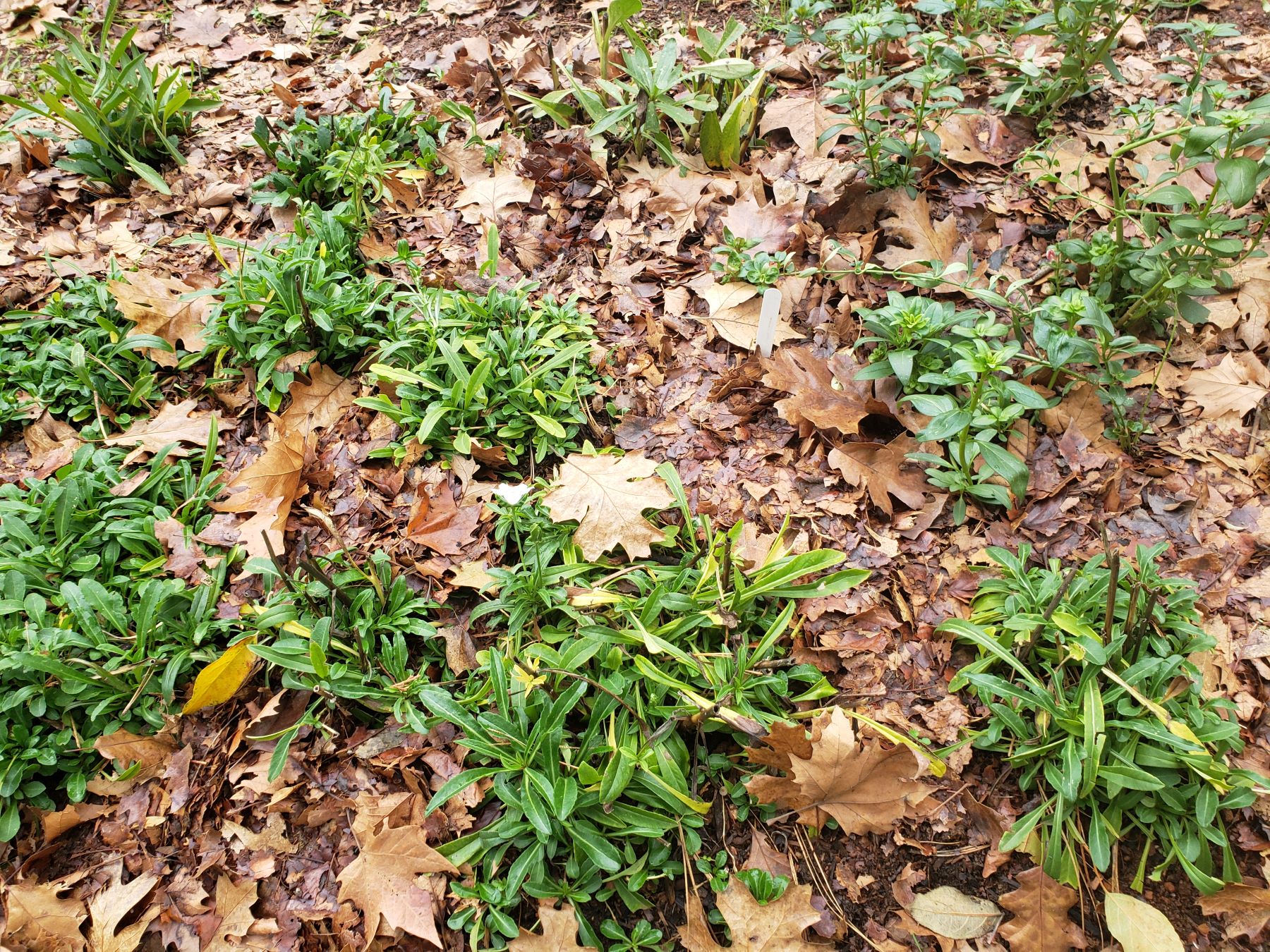 How to Feed Perennial Beds for Healthy Flowers Next Year