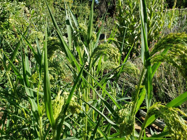 Green Drops Grass for Summer Bouquet Filler