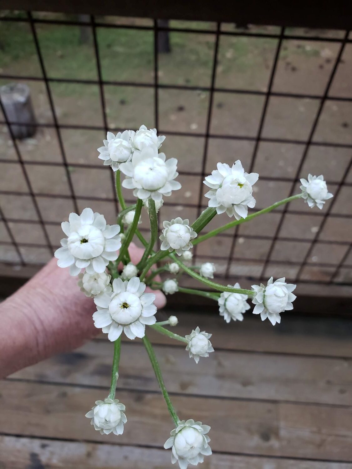 Grow Ammobium for Fresh and Dried Bouquets
