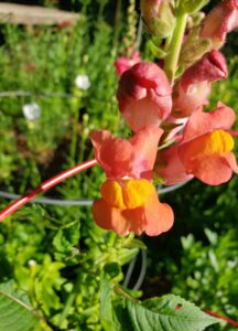How to Grow Snapdragons for Great Cut Flowers