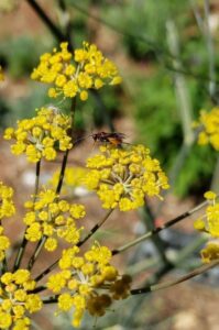 Put Beneficial Insects to Work in Your Garden
