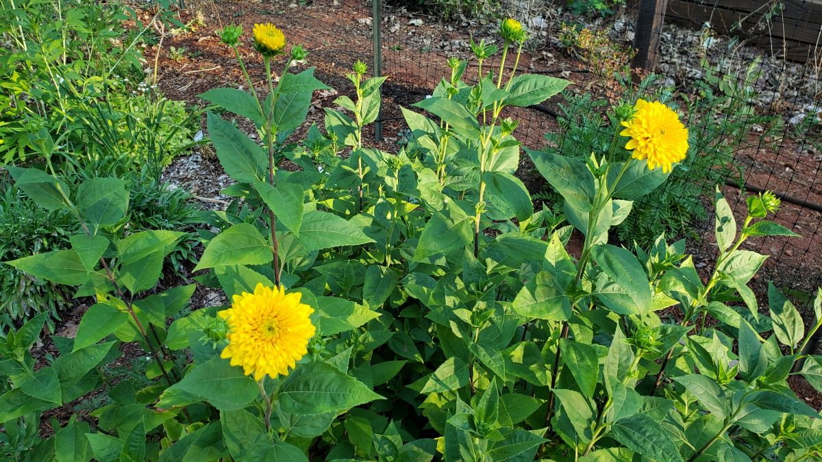 Perennial Sunflower: Easy, Cheery, Long Vase Life