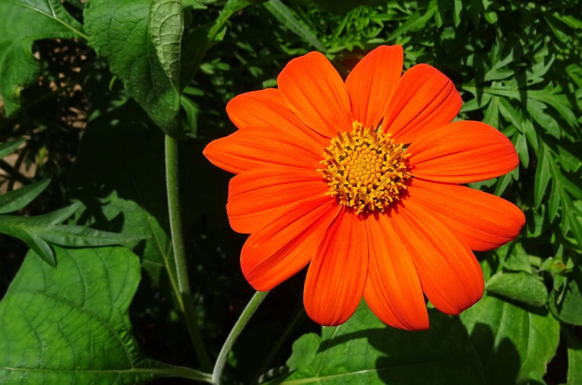 Grow Tithonia for Brilliant Orange Cut Flowers