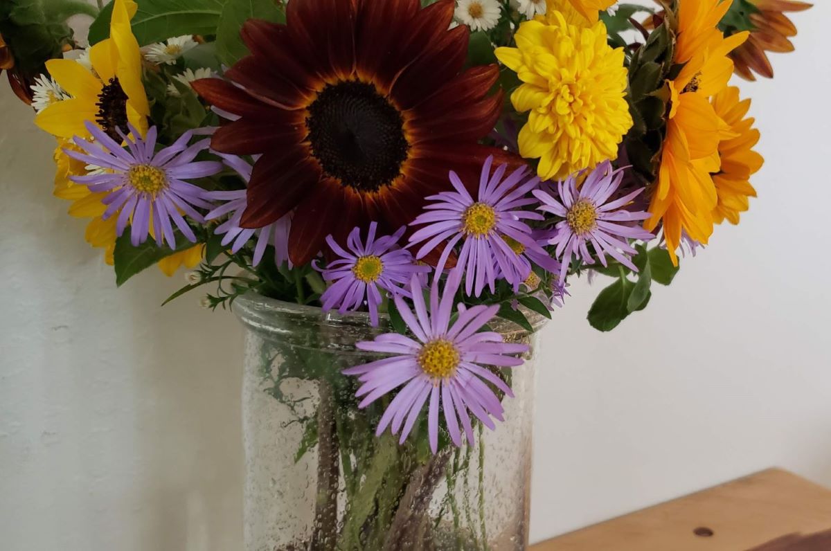 Grow Asters for Cut Flowers and for Pollinators