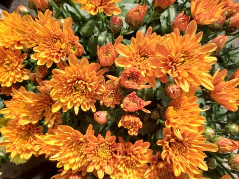How to Grow Chyrsanthemums for Great Cut Flowers