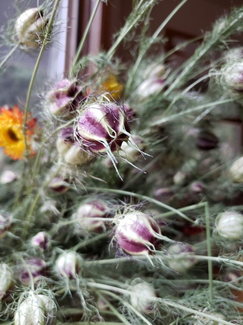 How to Grow and Harvest Nigella Flowers & Pods
