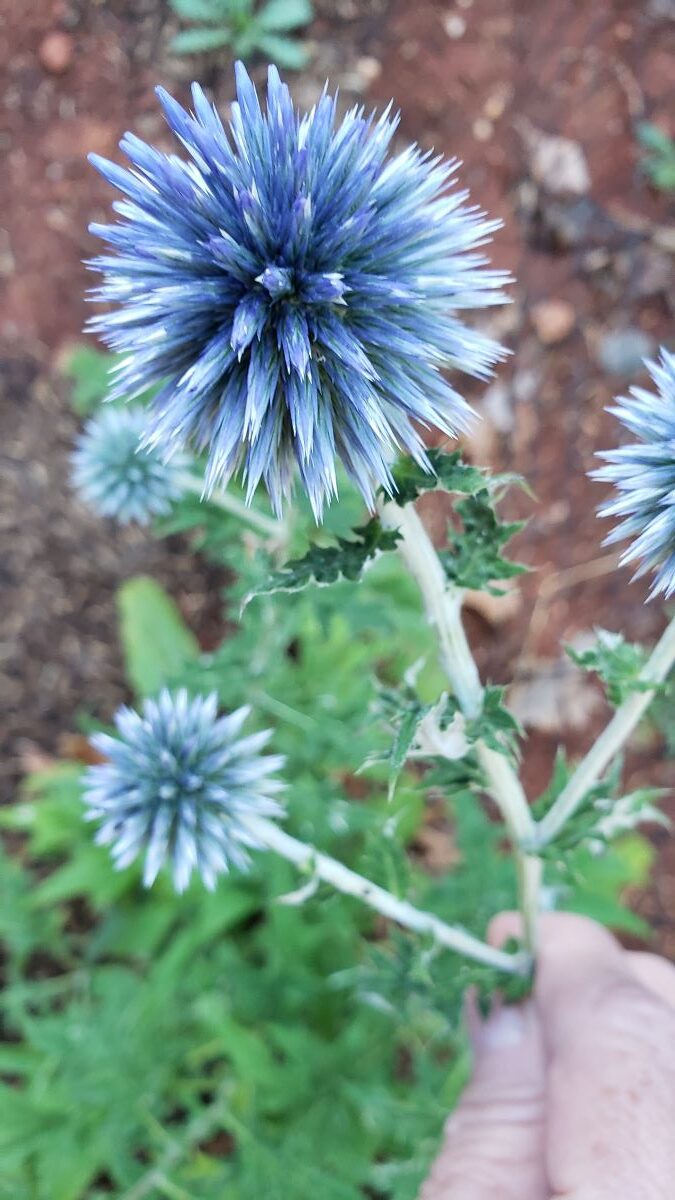 Grow Globe Thistle for Fresh or Dried Flowers