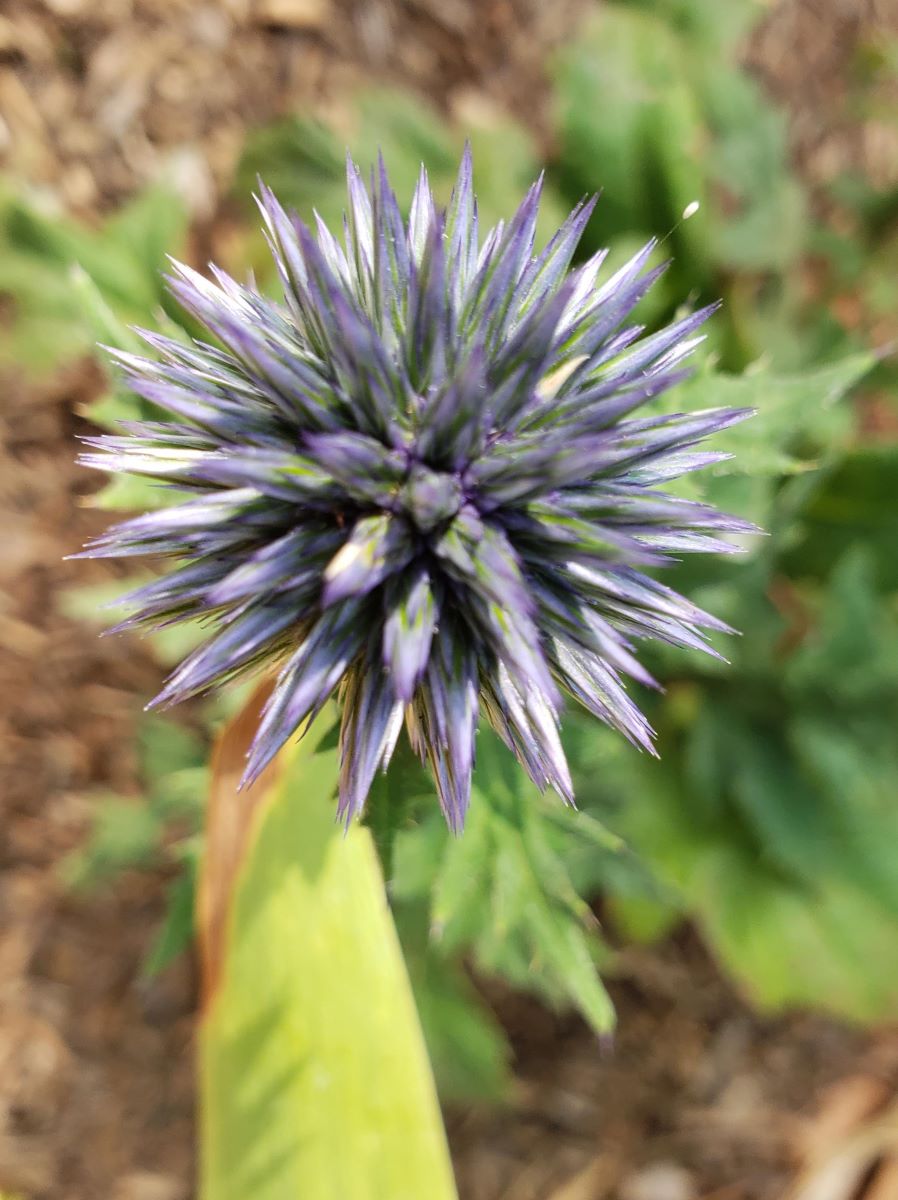 Grow Globe Thistle for Fresh or Dried Flowers