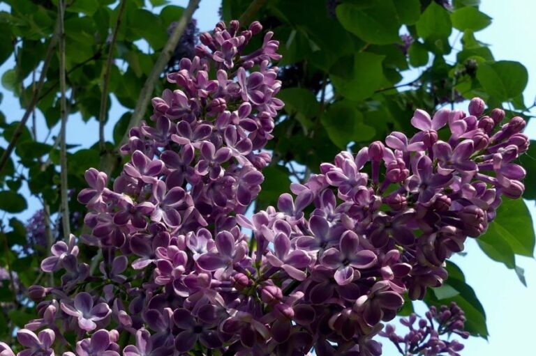 How to Grow and Harvest Lilacs for Cut Flowers