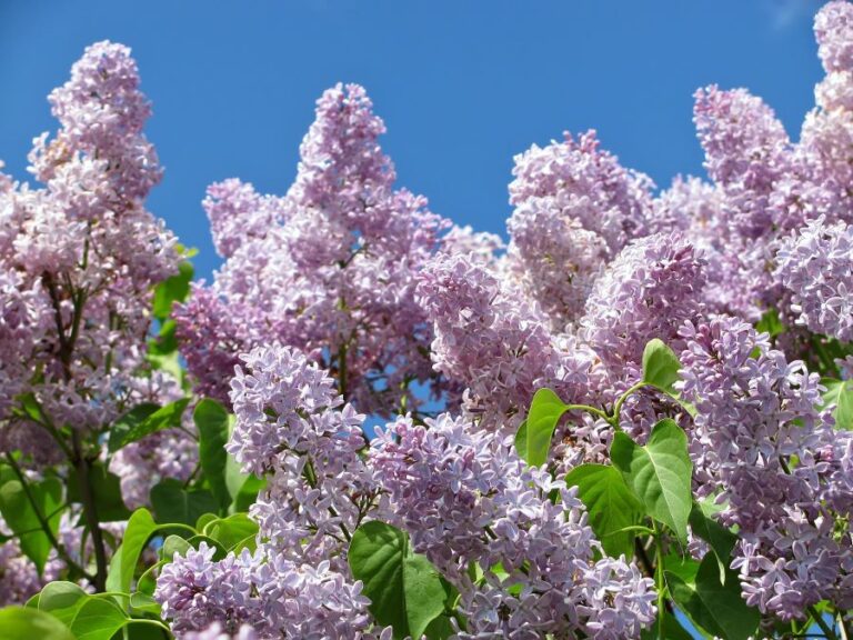 How to Grow and Harvest Lilacs for Cut Flowers